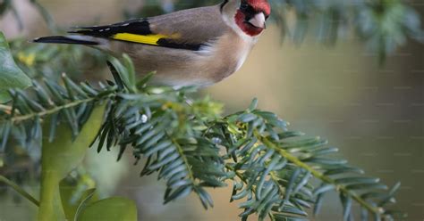 Goldfinch Carduelis Carduelis의 아름다운 초상화는 삼림 지대의 나무 가지에 햇빛에 앉아 있습니다 사진