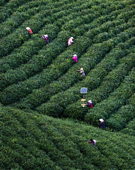河南信阳毛尖茶园里的采茶女摄影照片图片茶叶素材图图片素材 花瓣网