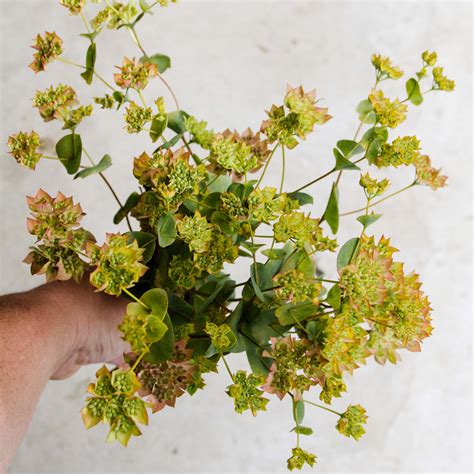 Bupleurum Seeds Nz