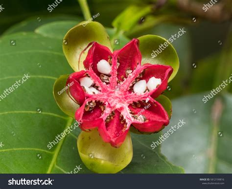 Categoría Dilenia Alata De Imágenes Fotos De Stock E Ilustraciones Libres De Regalías