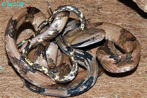Boiga Cynodon
