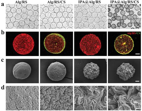 Morphology Characterization Of The Microcapsules A Optical B