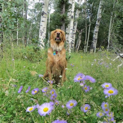 Bowdy Modern Dog Magazine