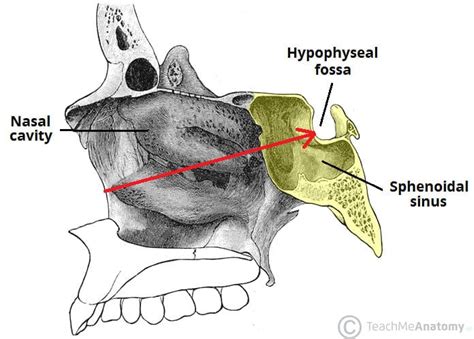 Sphenoid Sinus