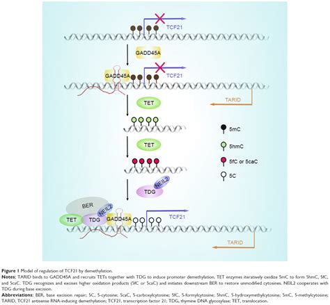 Multiple Biological Functions Of Transcription Factor 21 In The Develo