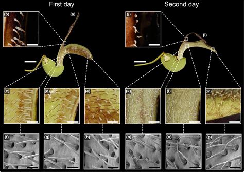 Sex Flies And Flower Trap Trapping Trichomes And Their Function In