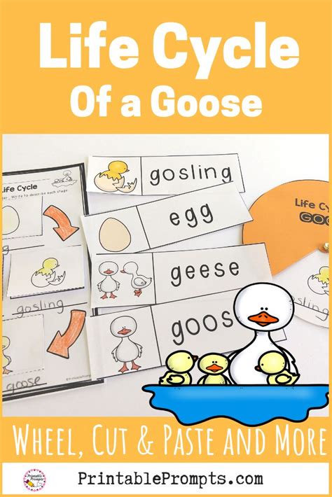 Goose Life Cycle And Research Companion Activities Elementary Writing