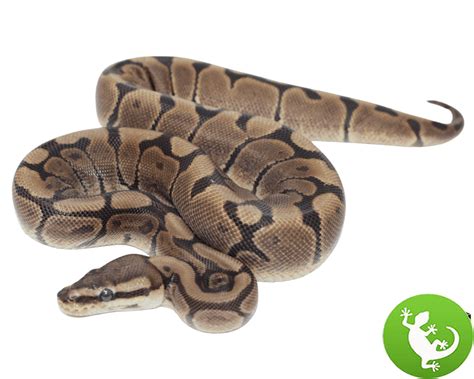 Woma Ball Python For Sale 2025