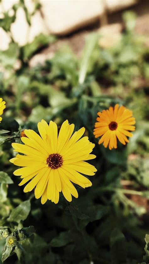 Calendula Flowers Yellow Free Photo On Pixabay Pixabay