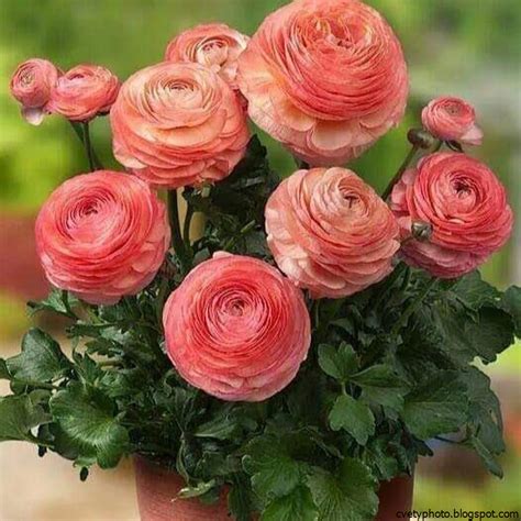 Ранункулюс Фото Цветов И Посадка И Уход