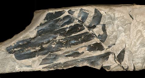 Nature Of The Fossil Record Digital Atlas Of Ancient Life