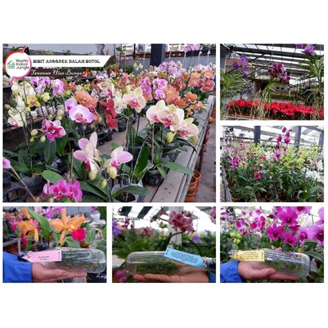 Jual Bibit Tanaman Bunga Anggrek Dalam Botol Tanaman Hias Anggrek Botol Bulan Cattleya Vanda
