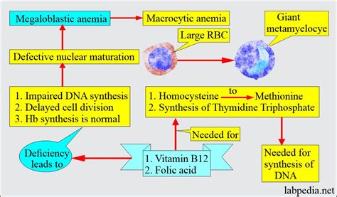Pathogenesis Megaloblastic Anemia