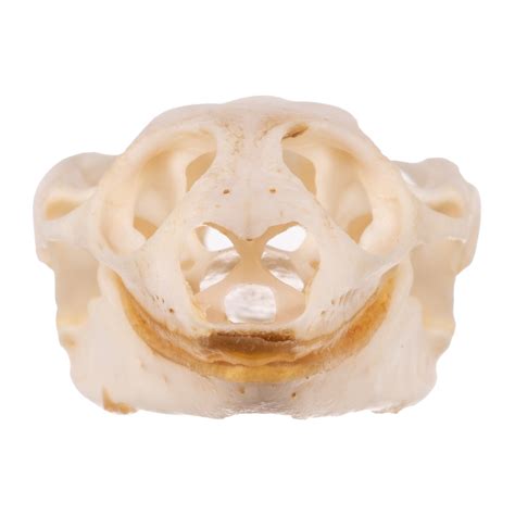 Real Softshell Turtle Skull — Skulls Unlimited International Inc