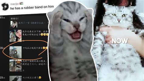 Origin Of The Dramatic Kitten Meme Youtube