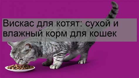 Вискас для котят: сухой и влажный корм для кошек - YouTube