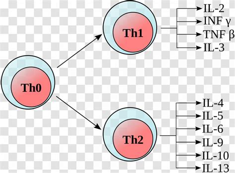 T Helper Cell Lymphocyte Th1 Polaryzacja Immunologiczna Immunology