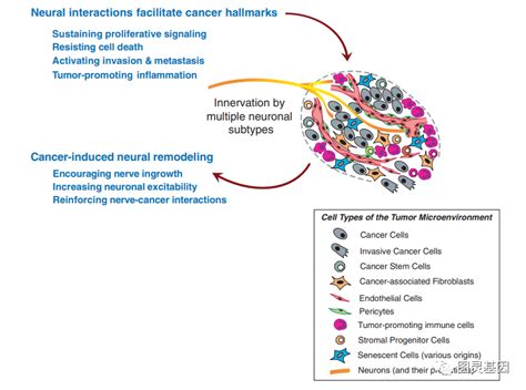 Cancer Cell 肿瘤微环境与神经科学交叉 新的癌症标志性特征 知乎