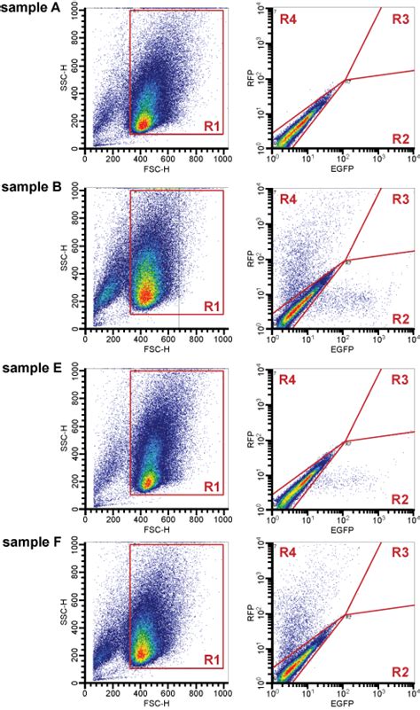 Flow Cytometry Plots Of Plasmid Co Transfection The Fsc Versus Ssc Plot