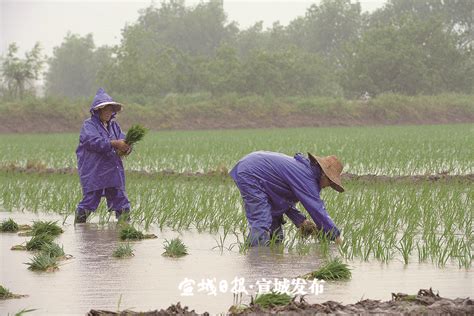 抢抓农时忙插秧多彩宣城中宣在线宣城最权威的新闻门户网站
