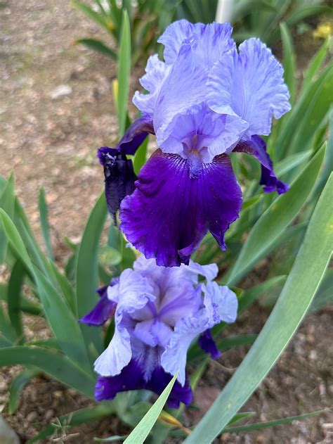 River Hawk Tall Bearded Iris Tb Exline Iris Garden