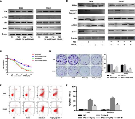 The Role Of The Pi3kakt Pathway In Os Cell Proliferation And