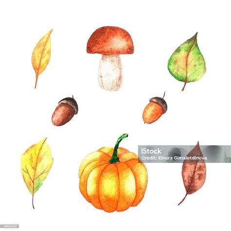 잎 도토리 버섯 호박의 수채화 가을 세트 포리스트 디자인 요소입니다 흰색 배경에 격리 된 식물 그림 10월에 대한 스톡 벡터 아트 및 기타 이미지 Istock