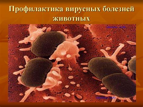 Профилактика вирусных болезней животных - презентация онлайн
