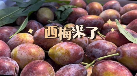 新鲜好吃的西梅腾讯视频