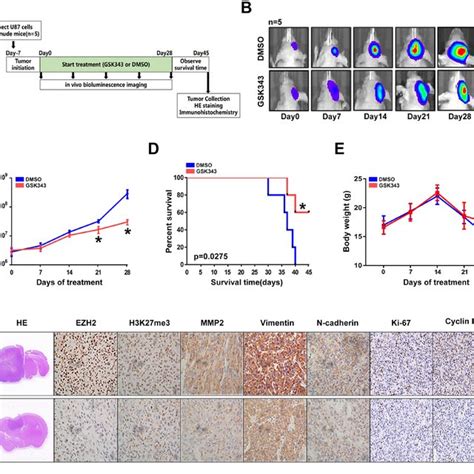 Gsk343 Inhibits Glioma Tumorigenesis And Invasiveness In Vivo A The