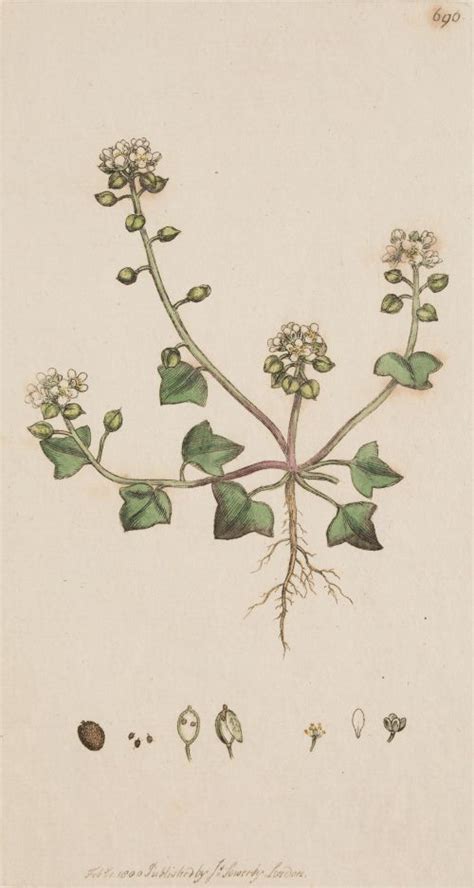 James Sowerby James Sowerby London United Kingdom 1757 1822 British Wild Flowers