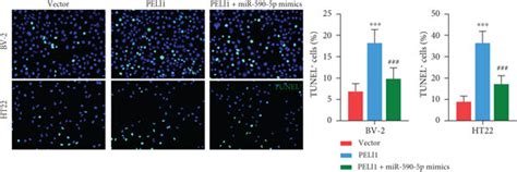 Effect Of MiR 590 5p Silence On BV 2 And HT22 Cells Was Regulated By