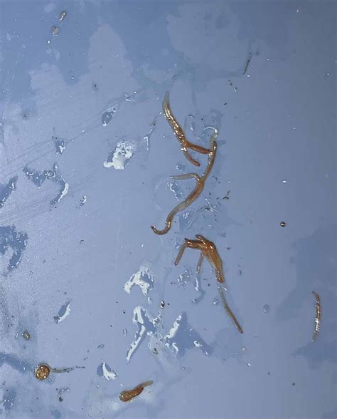 Help Please New To Vermiculture Can Someone Help Me Identify These