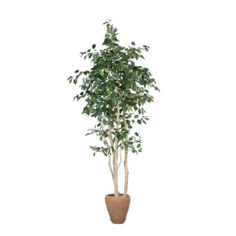 Chunky Ficus Tree Lounge And Linger