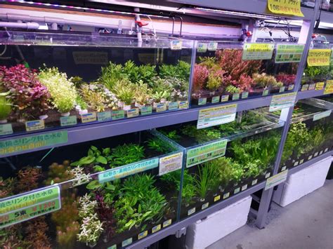 🌿🐠半田水園中川店🐠🌿 On Twitter 新年に向けてレイアウト水槽をリセットしました🌟 どんな感じにするか考えてる時がケッコウ