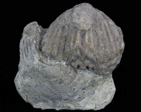 Platystrophia Brachiopod Fossil From Kentucky 35120 For Sale