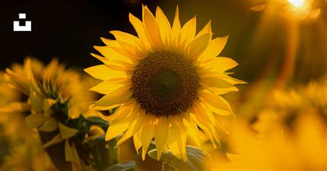 일출 동안 피는 노란 해바라기 사진 Unsplash의 무료 꽃 이미지