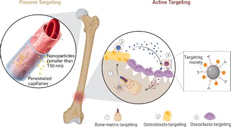The Scheme Of Bone Targeted Strategies Passive Targeting Strategy By