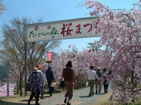 たけべの森はっぽね桜まつり｜イベント 岡山観光web【公式】 岡山県の観光・旅行情報ならココ！