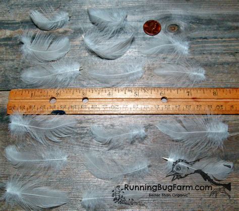 Cruelty Free White Hen Hackle Feathers For Crafts Running Bug Farm Usa
