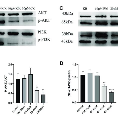Effects Of Ginsenoside Rb1 And Ginsenoside Ck On Apoptosis Related