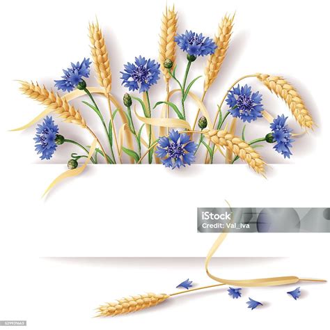 Стокова ілюстрація Пшеничні Колоски І Волошки — Завантажте зображення зараз Ілюстрація Афіша