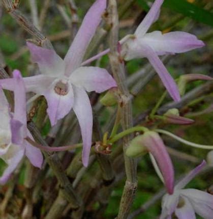 セッコク 葉山椒の花 ﾟ びん ミキの健康トーク 楽天ブログ