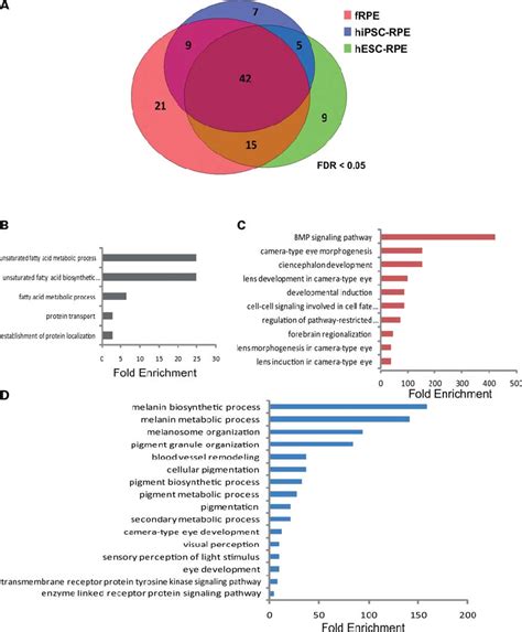 Analysis Of Rpe Signature Genes In Frpe Hesc Rpe And Hipsc Rpe A