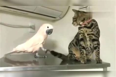 狸花猫你别以为你躲在我后面我就看不见你了 花猫