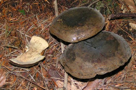 Чёрный груздь (Lactarius necator) фото и описание