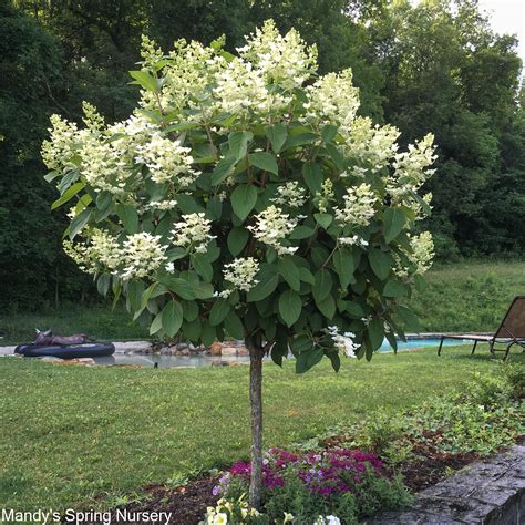Quick Fire Hydrangea Tree Hydrangea Paniculata Bulk Mandy Spring Farm Nursery Inc