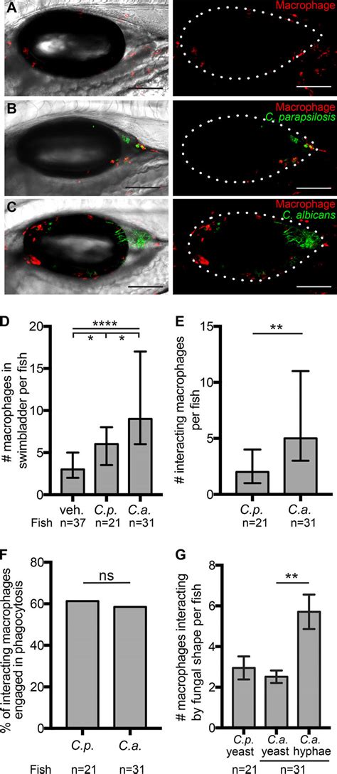 Both C Albicans And C Parapsilosis Elicit Macrophage Recruitment