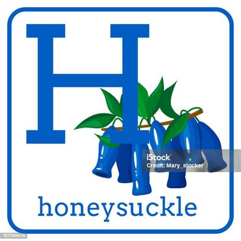 귀여운 과일 편지 H 허니와 알파벳 가막살나무에 대한 스톡 벡터 아트 및 기타 이미지 가막살나무 개체 그룹 건강한 생활