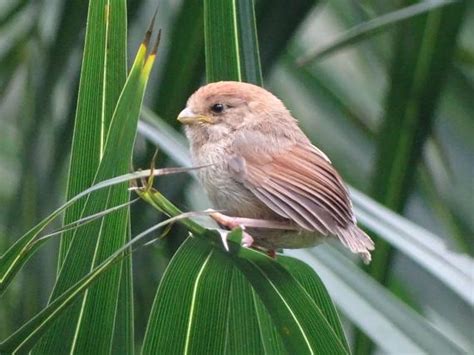 植物園灰斑鶲 清水濕地短耳鴞 PeoPo 公民新聞